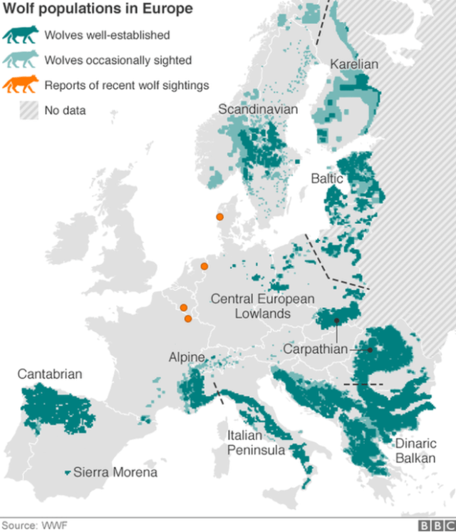 European Wolf Range
