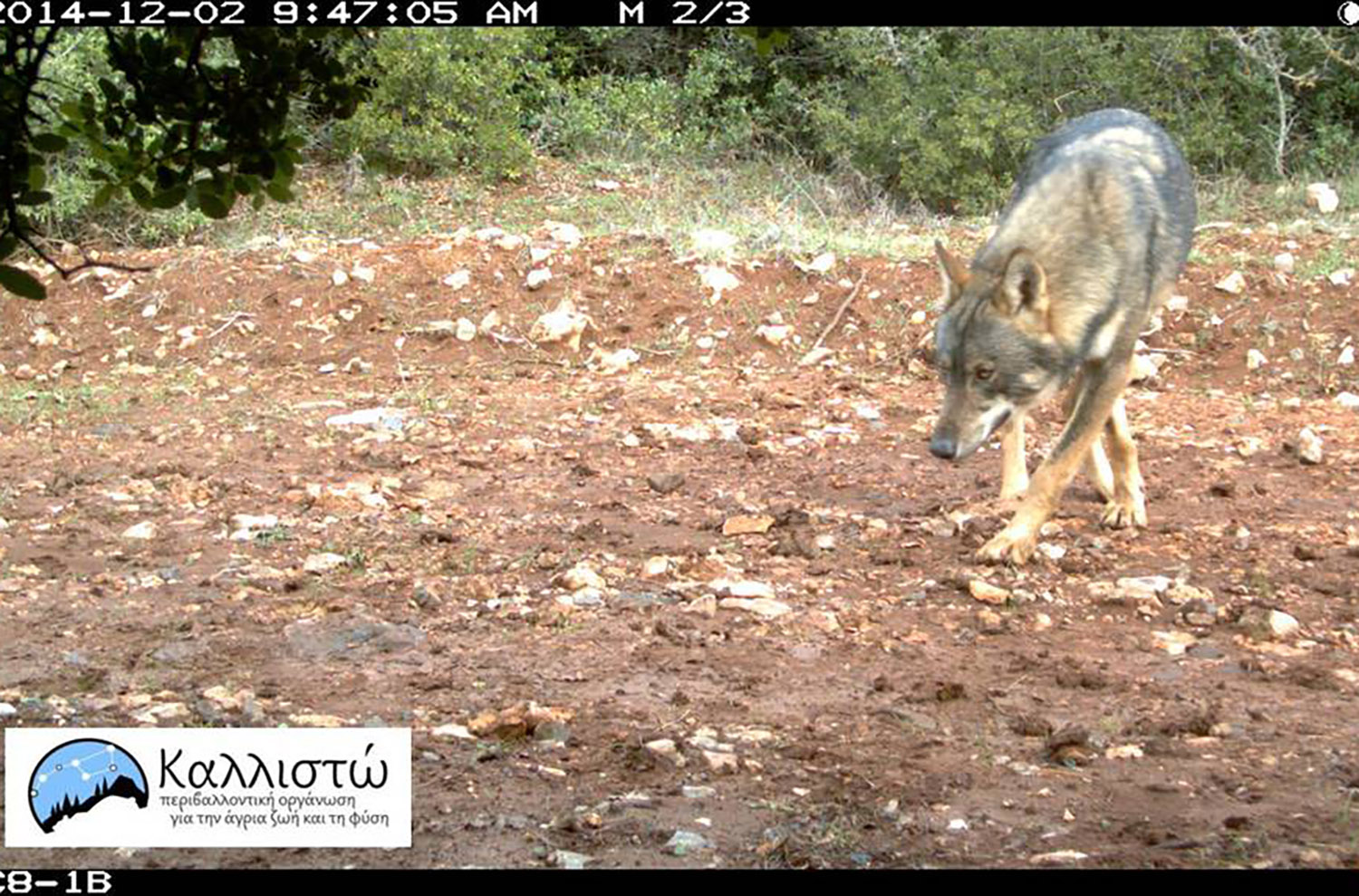 Gray Wolf (Canis lupus) Old World – The Wolf Intelligencer