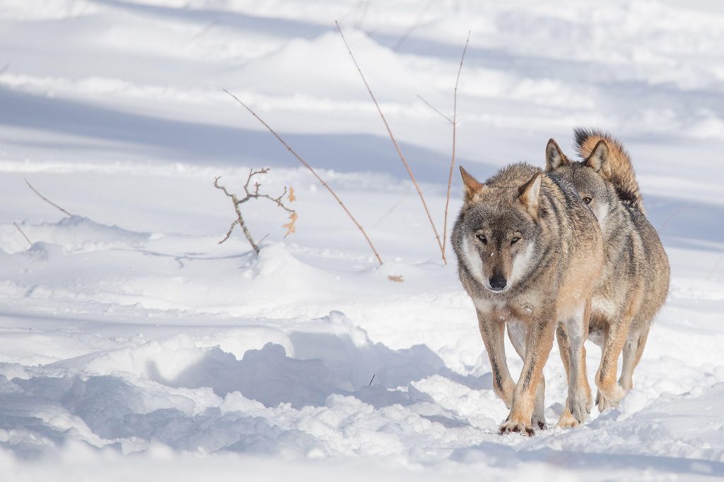 Italy – The Wolf Intelligencer
