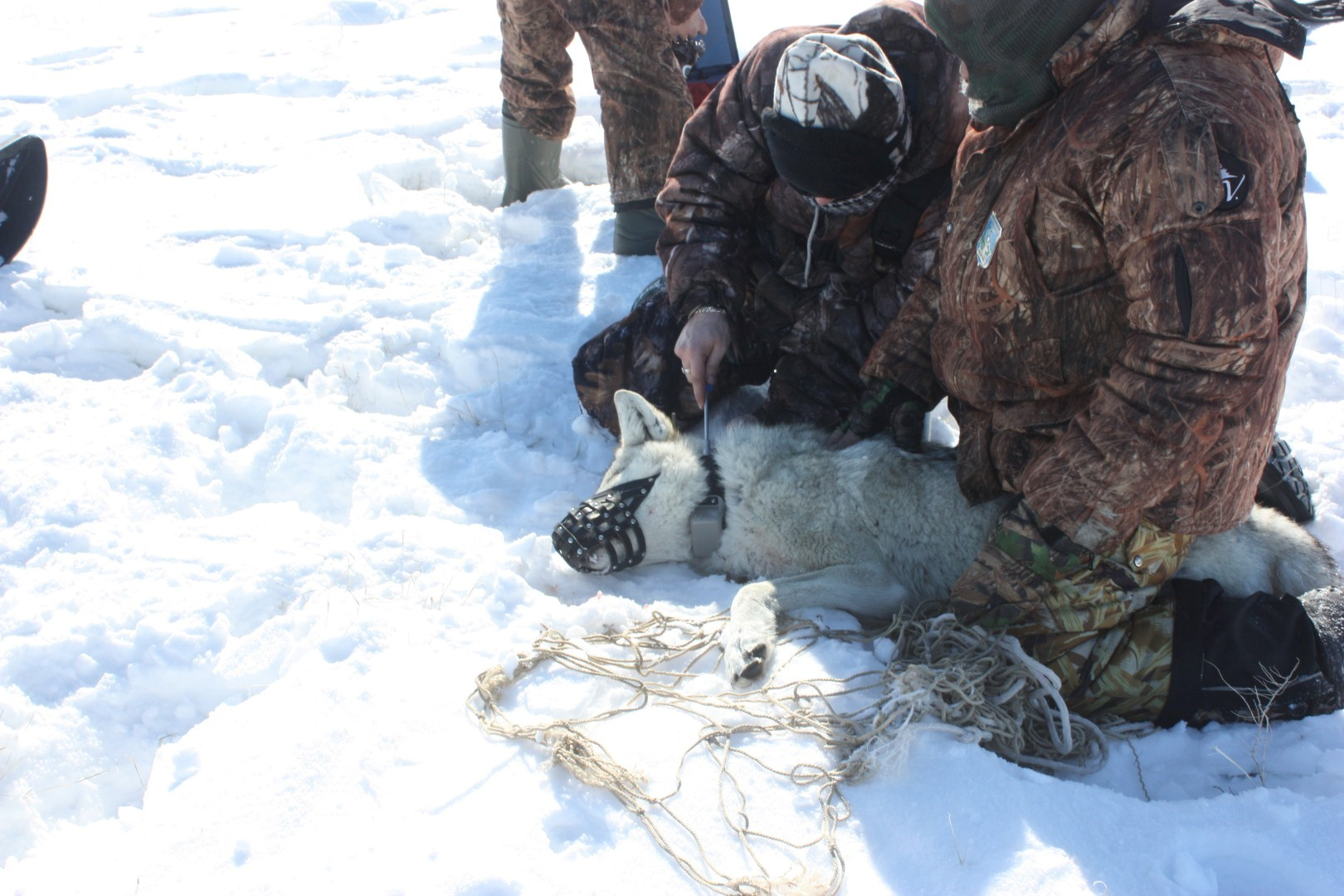 Steppe Wolf (Canis lupus campestris) – The Wolf Intelligencer