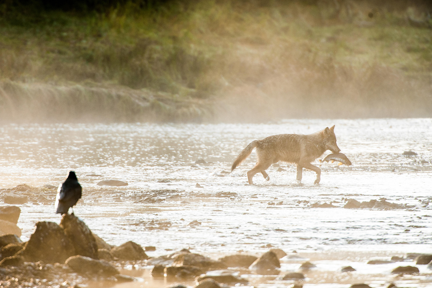 British Columbia Wolf (Canis lupus columbianus) – The Wolf Intelligencer