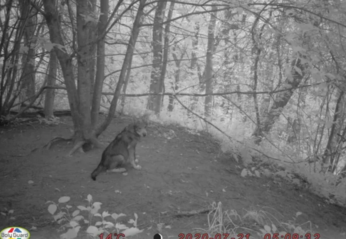 Lithuania – Lietuva – The Wolf Intelligencer