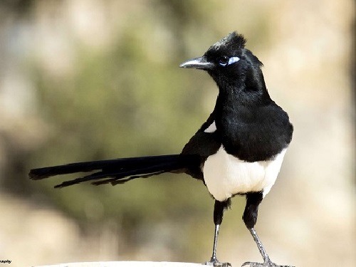 Magpies – The Wolf Intelligencer