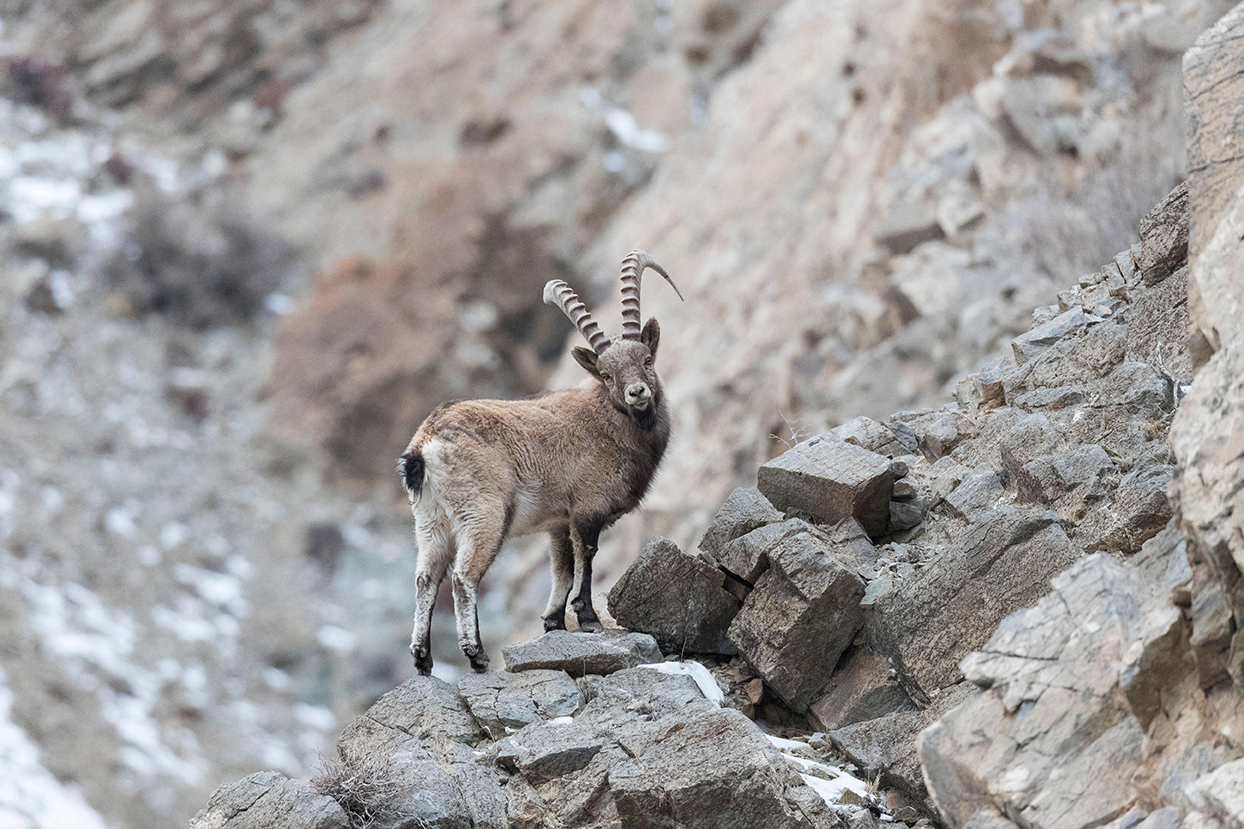 Siberian ibex (Capra sibirica) – The Wolf Intelligencer
