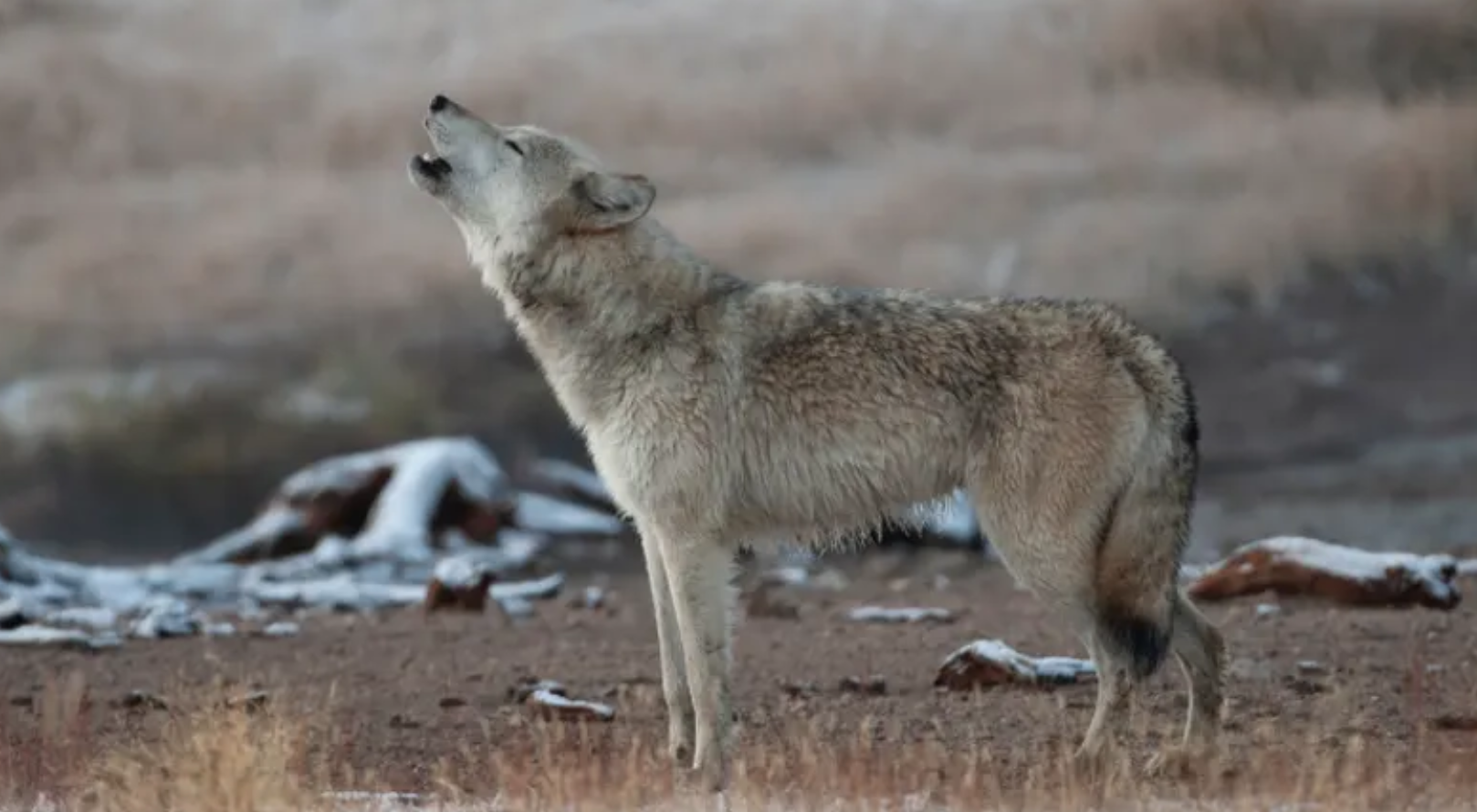 How Bioacoustics Could Decode Howls And Give Us “A Peek Into The ...